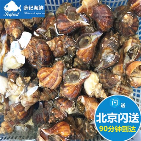 大连小海螺 壁纸 香螺 第12页 大山谷图库