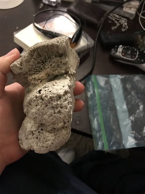 Coral Fossil Id The Fossil Forum