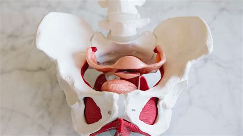 Understanding Hypertonic Vs Hypotonic Pelvic Floors — Blair Mauri