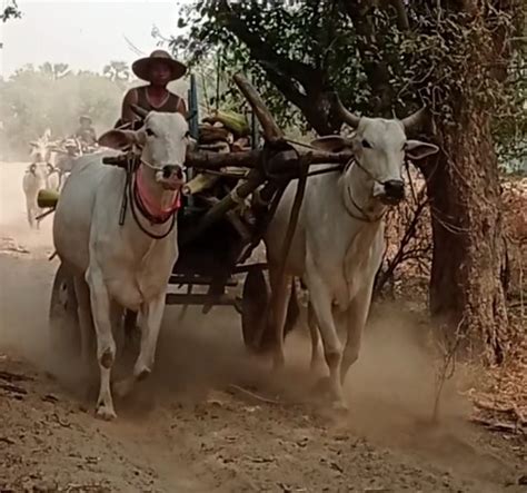 ညောင်ဦးနွားဝါသနာရှင်များဆုံဆည်းရာ