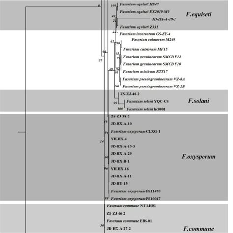 Bayesian Inference Phylogenetic Tree Of The Fusarium Spp Isolated From