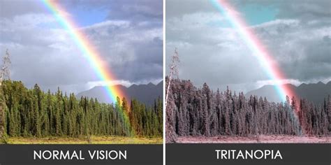 8 Gambar Bedanya Apa Dilihat Orang Normal Vs Buta Warna Tritanopia
