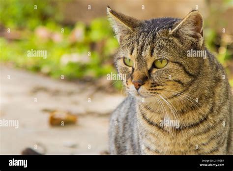 A Black Tabby Cat Outdoors Stock Photo Alamy
