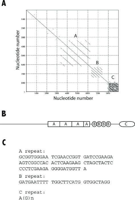 Structure Of The Terminal Dna Sequence Of The D Discoideum Rdna