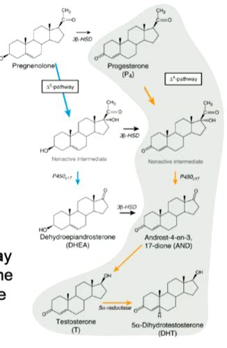Reproduction Axes Flashcards Quizlet