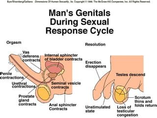 Components Of Human Sexuality Ppt Sexual Conditions Sexual Health