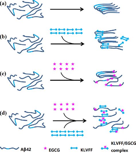 Schematic Illustration Of Aβ42 Aggregation In The Presence Of Single