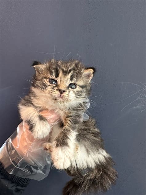 코리안숏헤어 초코 스피츠성격 시바견성격 시베리안허스키성격 시츄성격 요크셔테리어성격 웰시코기성격 이탈리아그레이하운드성격 치와와성격