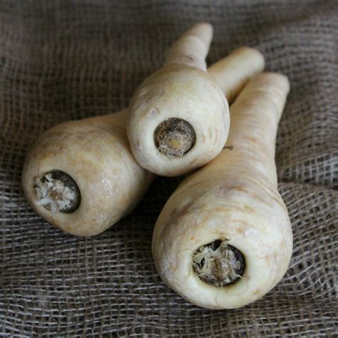 Parsnip