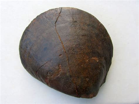 Plagiostoma Gigantea Sowerby 1814 Bivalves The Fossil Forum