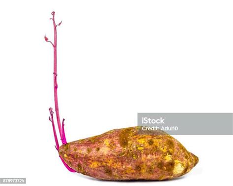 격리 된 신선한 유기농 고구마 근접 촬영에서 클리핑 경로와 흰색 배경에 고립 된 원시 감자 야채 갈색에 대한 스톡 사진 및 기타 이미지 Istock