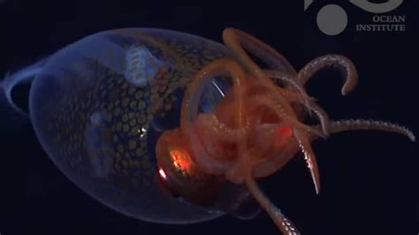 VidÉo Beau Et Insolite Un Calmar Colossal Des Fins Fonds Marins