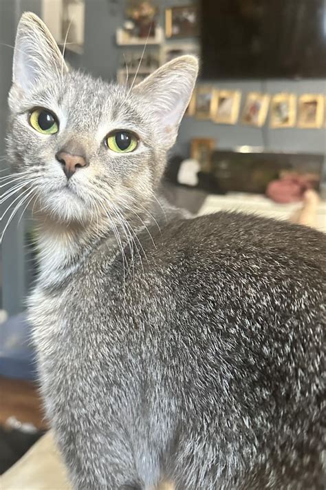 Why Does My Friends Tabby Have No Stripes On Her Back Ive Never Seen A Tabby With A Pattern