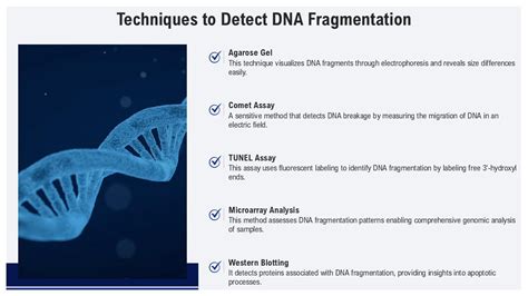 Dna Fragmentation Ppt Slides Acp Ppt Presentation