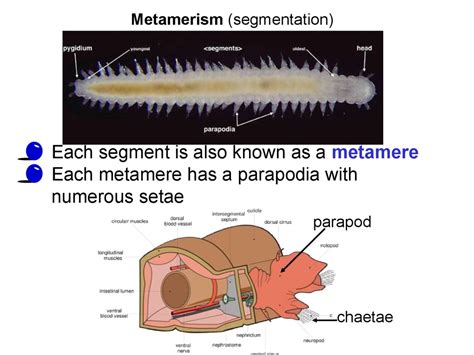Annelids Online Presentation