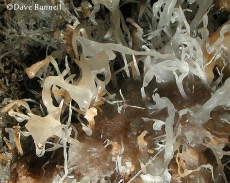 Helictites National Speleological Society