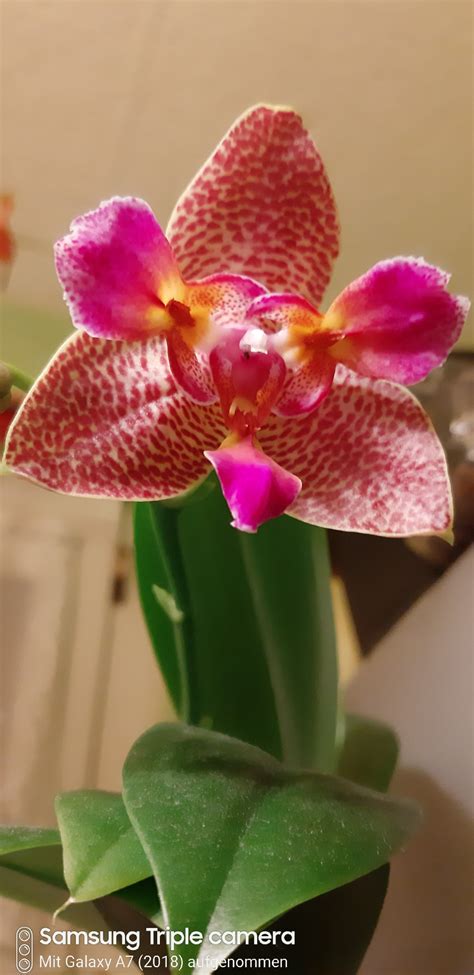 RE: Phal. Joy Fairy Tale - 2