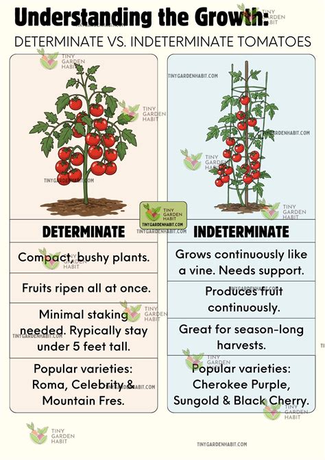 Best 12 Tomato Types Explained Determinate Vs Indeterminate Artofit