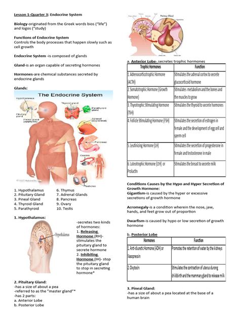 Lesson 1 Quarter 3 Endocrine Pdf Endocrine System Adrenal Gland