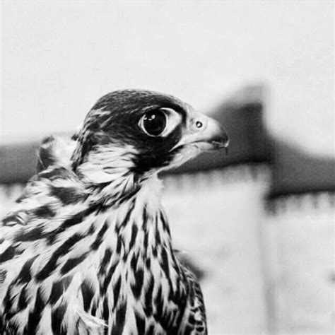 صيادين ليبيا Fishermen Of Libya
