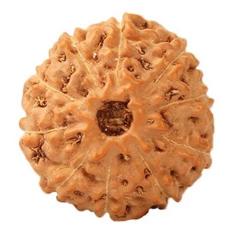 Ten Mukhi From Java Indonesia Number Of Mukhi 10 At ₹ 2300 Piece In Mumbai