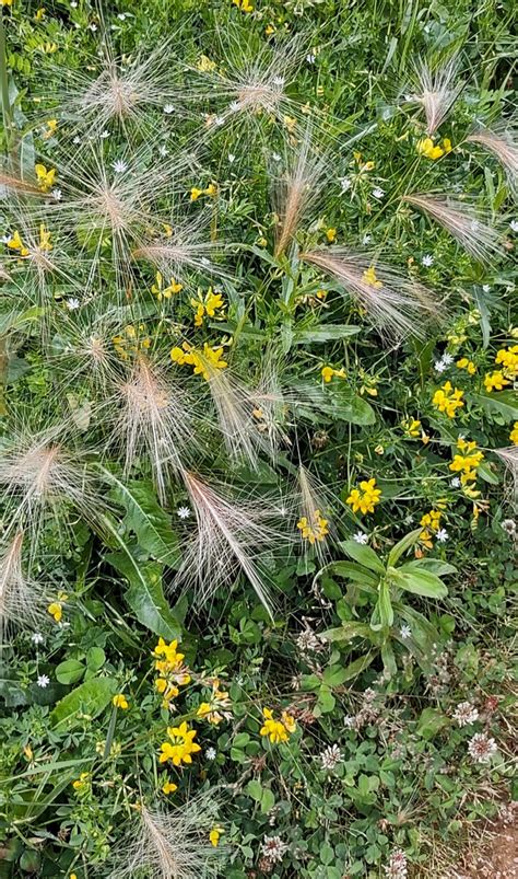 Unassuming Celebration