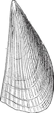 Atrinavintage Engraving Remain Fossil Genus Vector Remain Fossil
