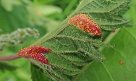 Nettle Rust Earthstar