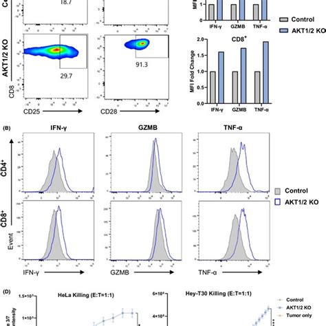 Akt12 Ko Til Demonstrated Enhanced Activation And Effector Function