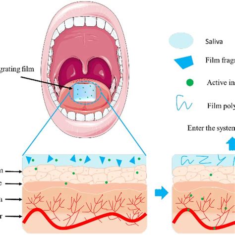 Scheme Illustrates The Development Of Orally Disintegrating Film By Download Scientific Diagram