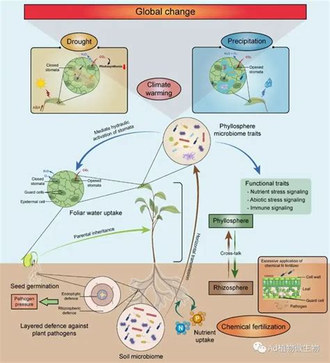 New Phytologist 朱永官团队综述全球变化对叶际微生物组的影响！ 知乎