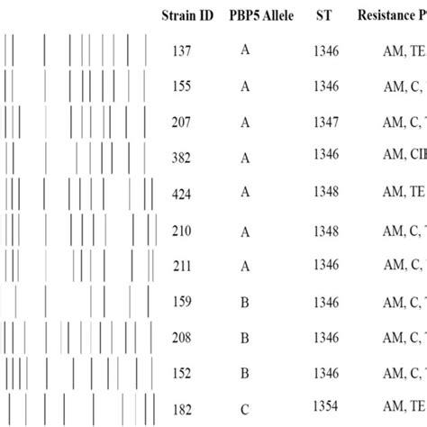 Dendrogram Showing The Results Of Smai Pfge Of 11 Arefm Isolates