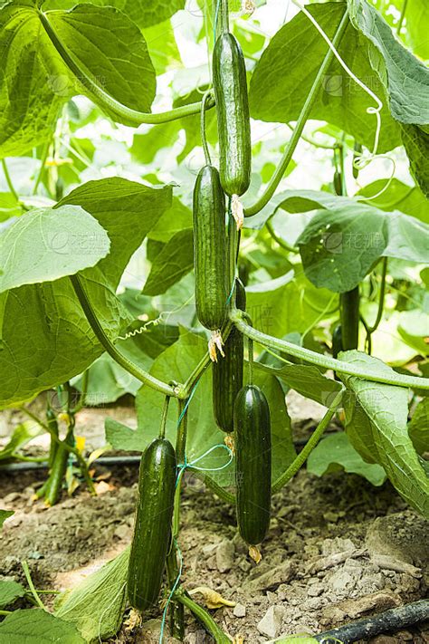 在温室里种植黄瓜