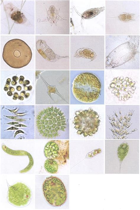 생물학 실험 3 원생생물 관찰 네이버 블로그