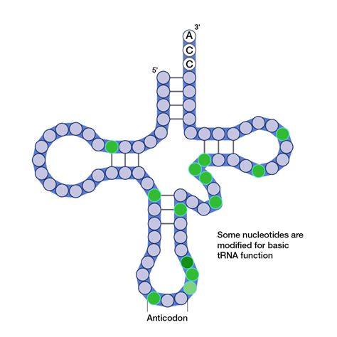 Ribonucleic Acid Rna Fact Sheet