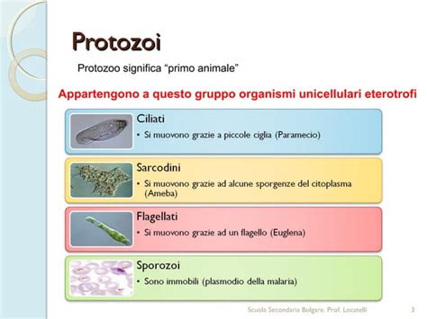 Protisti Ppt