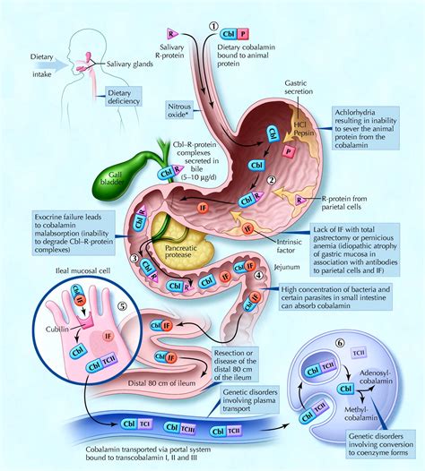 Vitamin B12 Metabolism Pathway