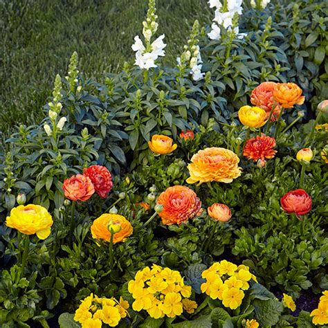How To Grow Ranunculus Garden Gate