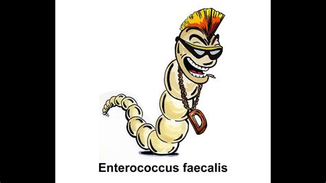 Enterococcus Faecalis Youtube