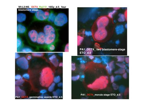 Pdf The “virgin Birth” Polyploidy And The Origin Of Cancer