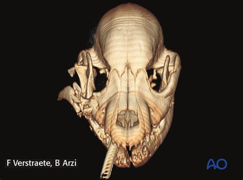 Zygomatic Process Of Frontal Bone Cat