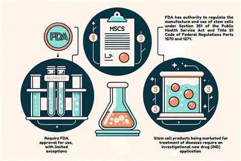 Stem Cell Regulation In The United States 2023