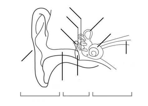 Ear Diagram Part 2 Diagram Quizlet
