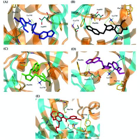 Binding Interaction Of Ligands With An Egfr Structure A