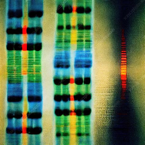 DNA Sequencing Illustration Stock Image C056 1388 Science Photo Library
