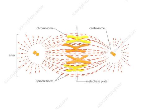 Metaphase In Cell Division Illustration Stock Image C023 8850 Science Photo Library