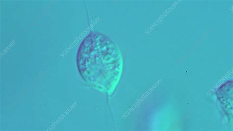 Trichomonas Vaginalis Parasite Stock Video Clip K0039017 Science