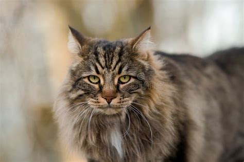 Grumpy Looking Long Haired Tabby Tom Cat Stock Image Image Of Grumpy