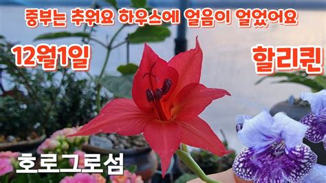 중부는 추워요 하우스 온도 이야기 꽃이야기 함께 얘기해요 Youtube