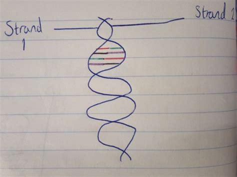 GENETICS Flashcards Quizlet